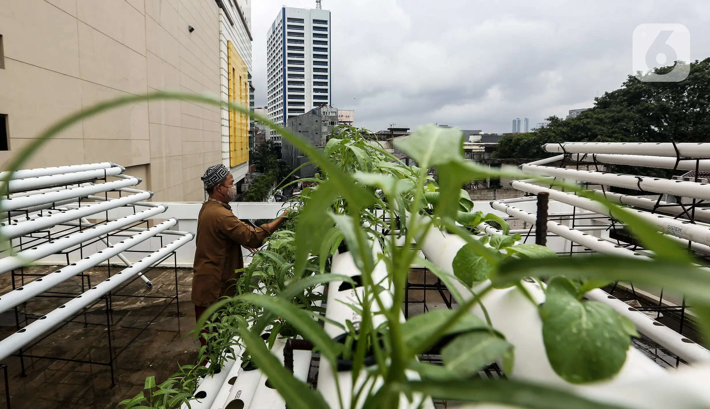 FOTO: Kebun Hidroponik di Rooftop Masjid - Foto Liputan6.com
