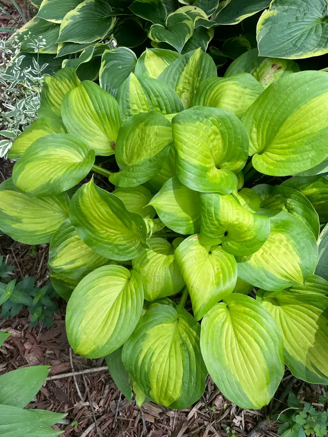 TOP 3: Bunga yang Ditakuti Ular hingga Tanaman Lain yang Mengundang ...