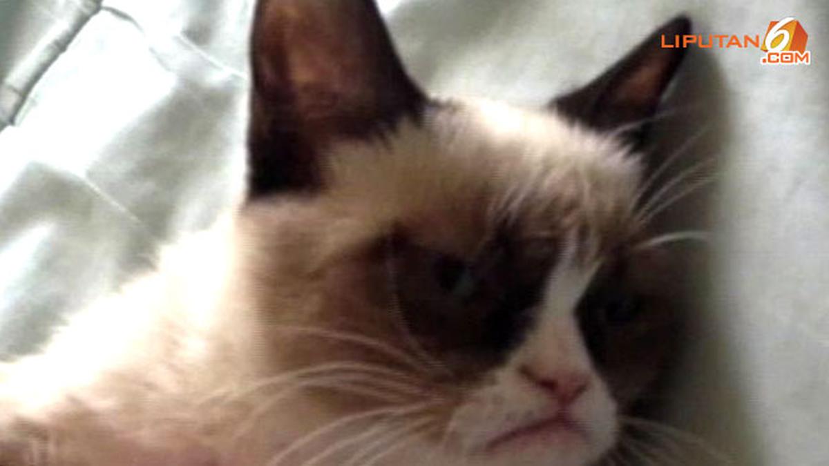 VIDEO: Perkenalkan... Kucing Berwajah Marah Grumpy Cat - Global ...