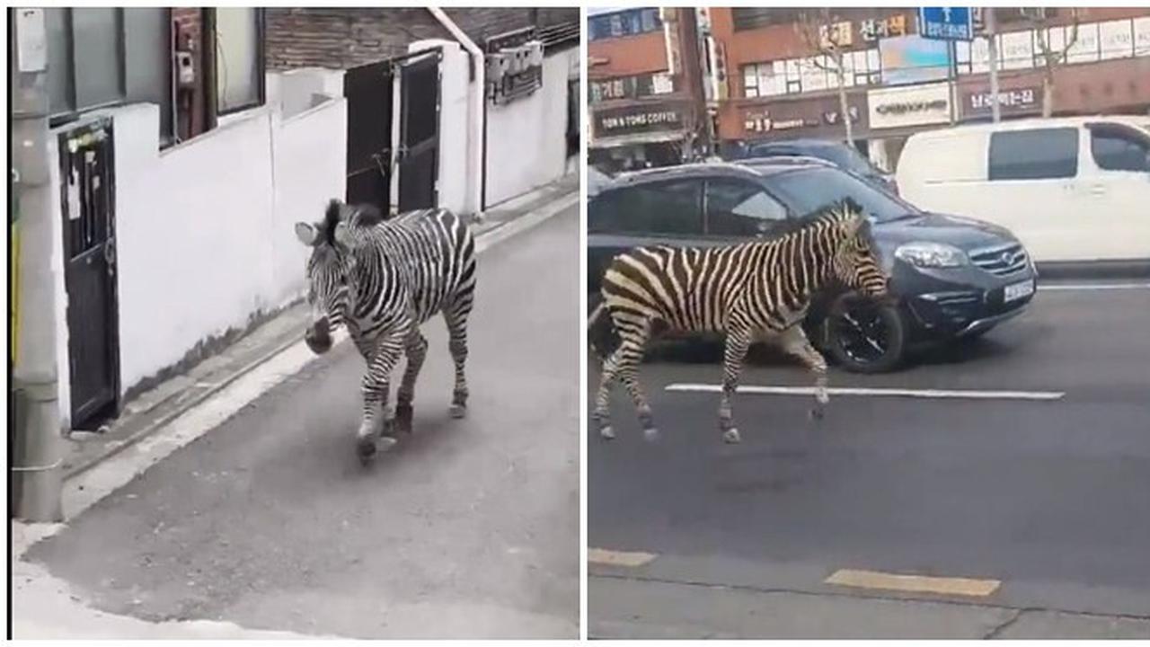 Aksi Zebra Kabur dari Kebun Binatang Ini Bikin Heboh, Keliaran di Jalan ...