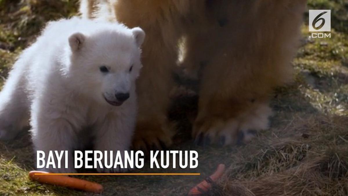 VIDEO: Lucunya Bayi Beruang Kutub Lahir di Inggris