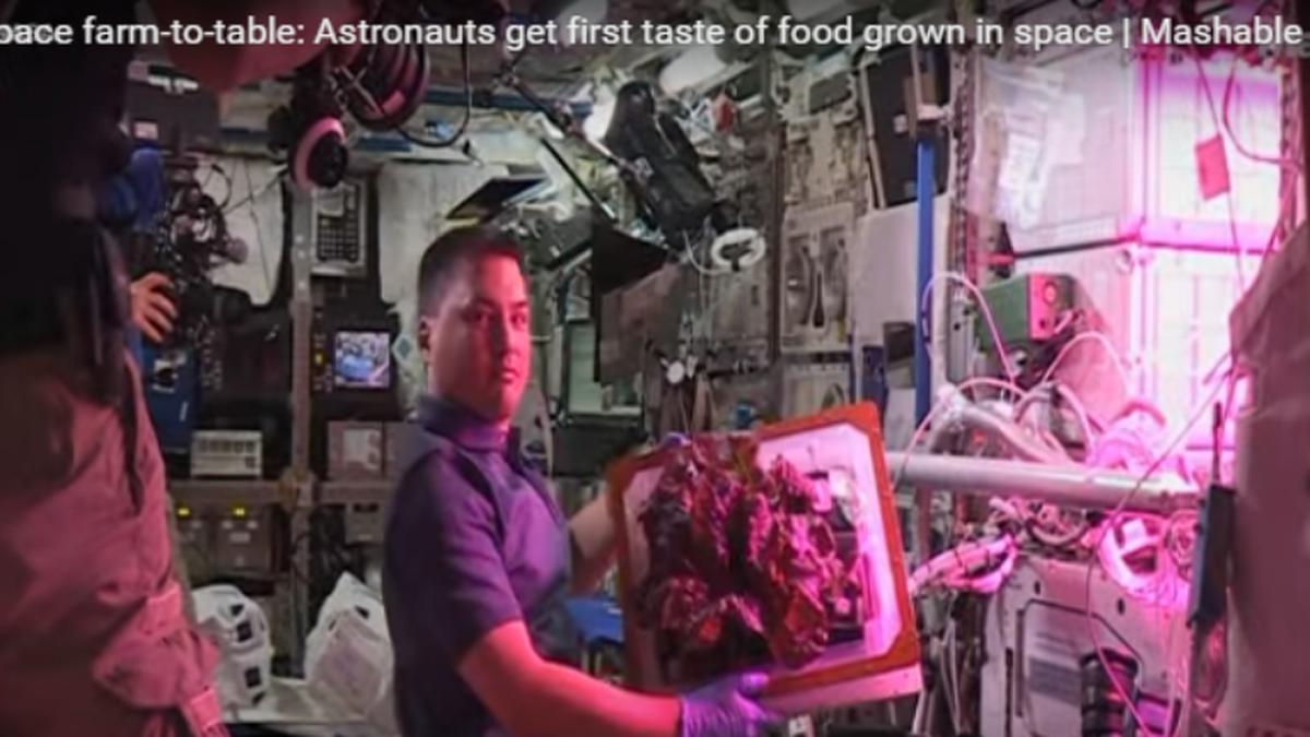 Awal Tahun 2016, Bunga Pertama Siap Mekar di Luar Angkasa - Citizen6 ...