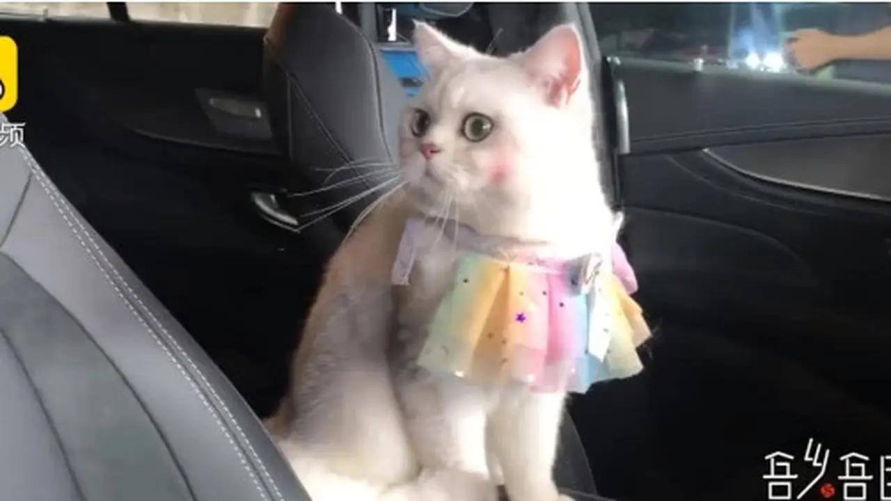 Jadi Model Mobil di Pameran Otomotif, Kucing Ini Raup Pendapatan hingga ...