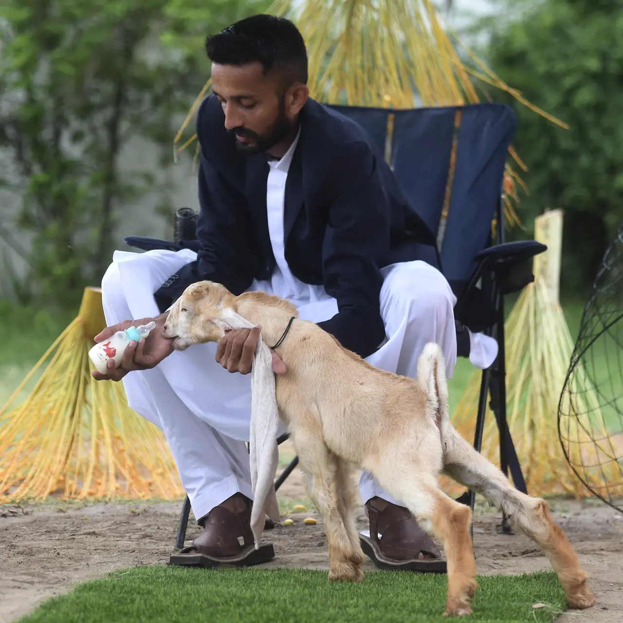 Simba, Domba Telinga Panjang dari Pakistan yang Viral pada 2022 - Hot ...