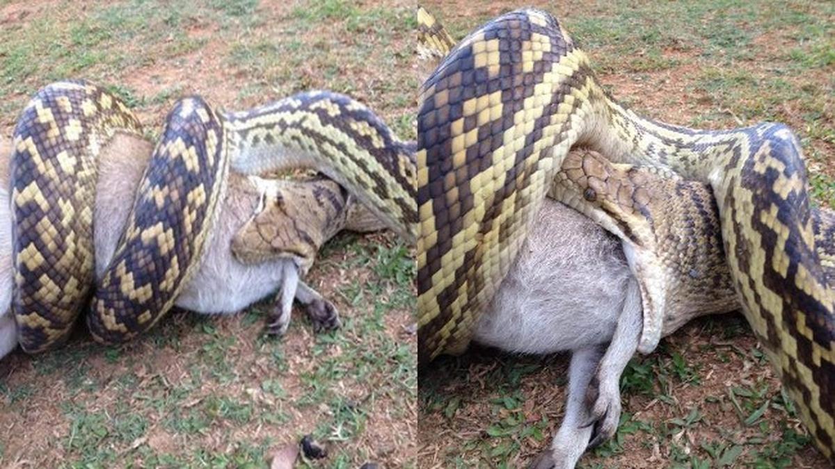 Aksi Ular Piton Memangsa Wallabi dalam Waktu 3 Jam Viral