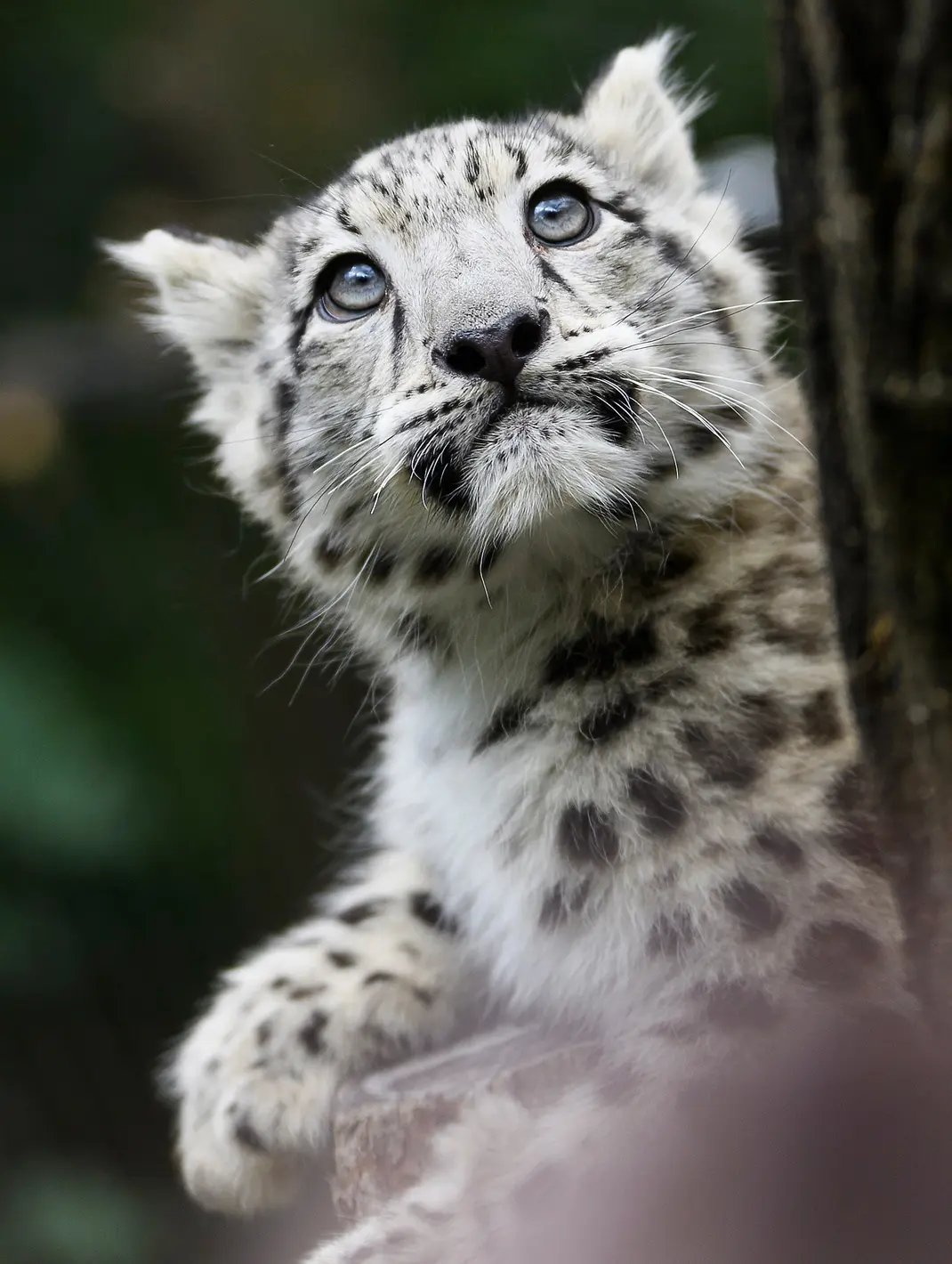 FOTO: Debut Macan Tutul Salju di Kebun Binatang Jerman - Foto Liputan6.com