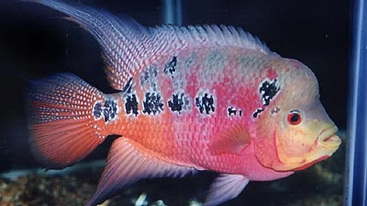 5 Jenis Ikan Louhan Lokal Terbaik Beserta Harganya, Tak Kalah dari ...