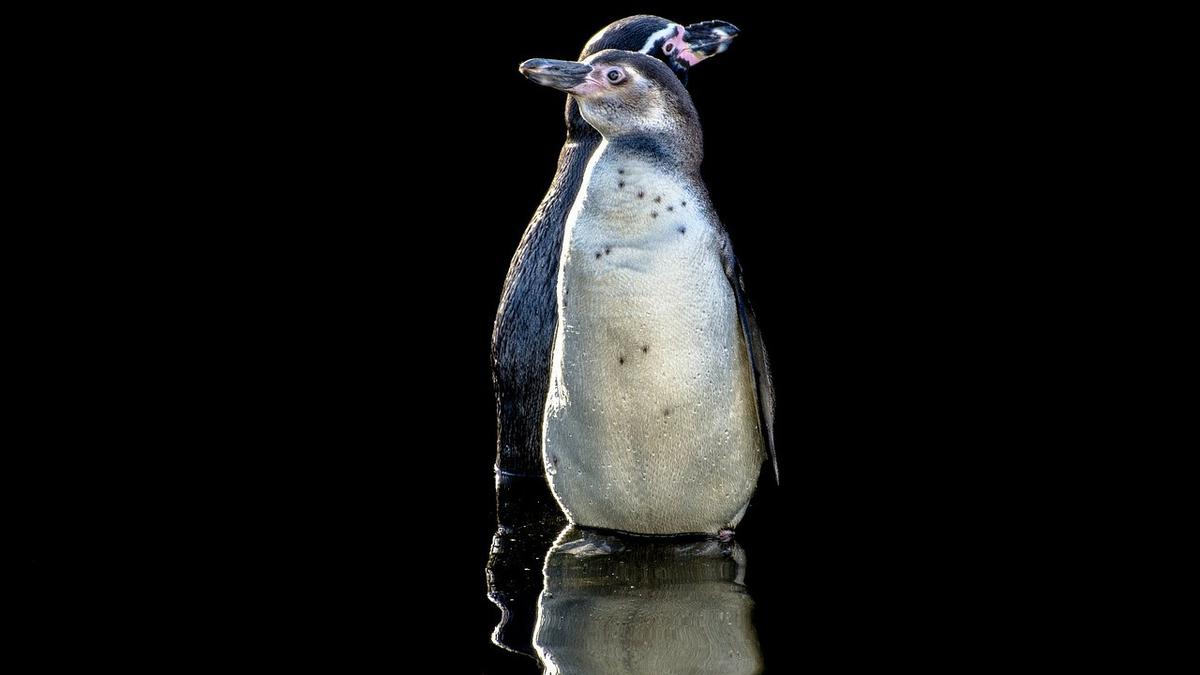 Sakit Tua, Salah Satu Penguin Tertua Dunia dari Kebun Binatang Oregon ...