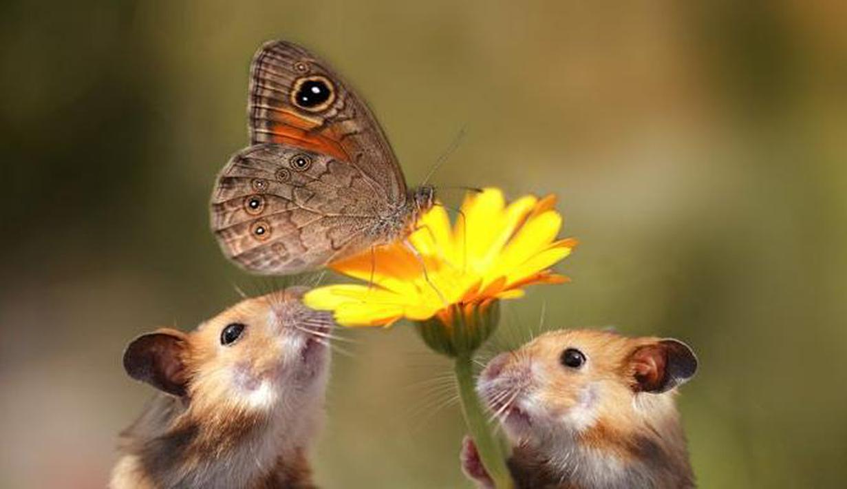 10 Foto Hamster Paling Lucu di Dunia - Photo Fimela.com