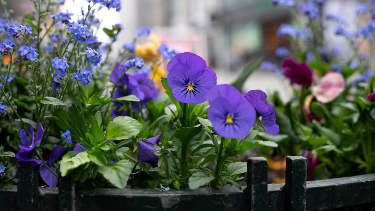 6 Manfaat Bunga Telang Ungu untuk Kesehatan yang Perlu Diketahui