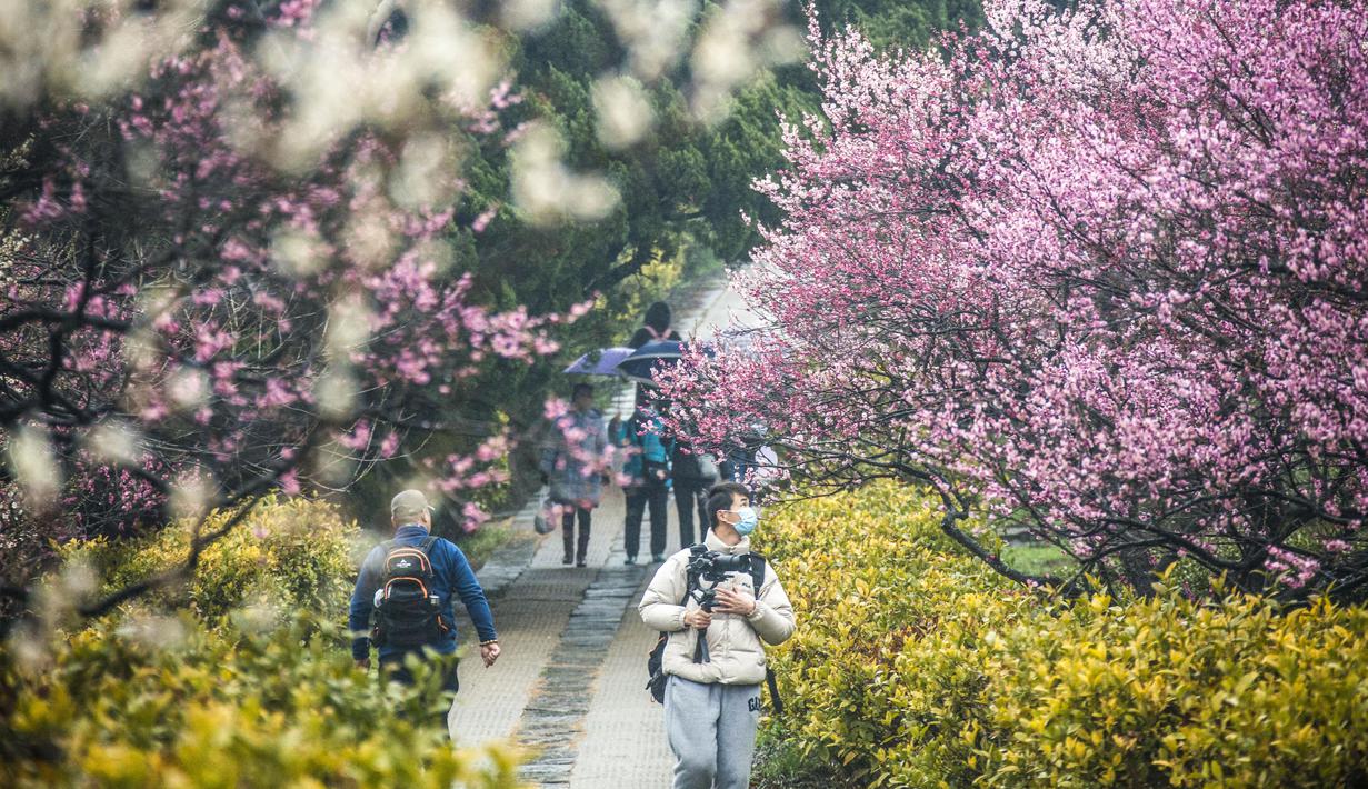 Bunga Plum yang Bermekaran Warnai Nanjing China - Foto Liputan6.com