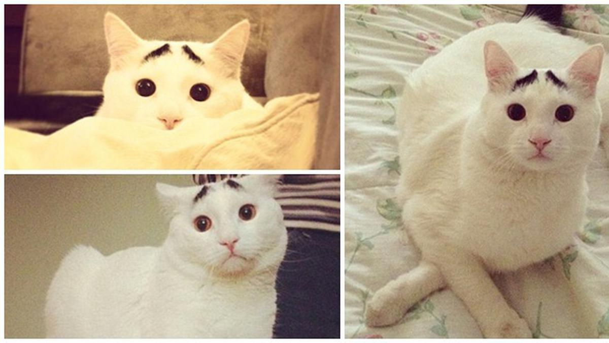 Sam, Kucing Yang Jadi Selebriti di Instagram Karena Memiliki Alis