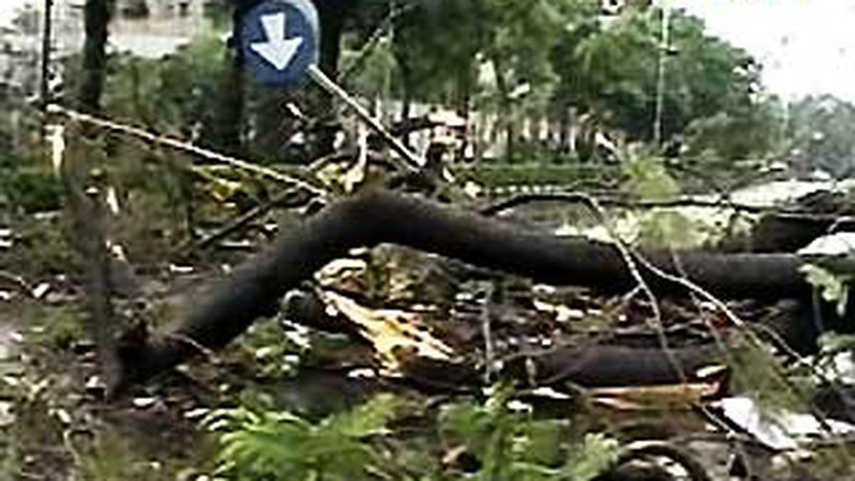 Pohon Tumbang di Rasuna Said