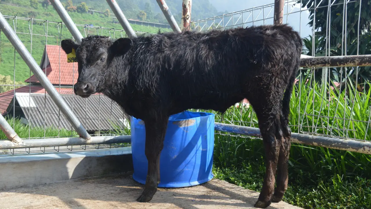 7 Sapi Termahal di Dunia 2025, Salah Satunya Dijual Seharga Rumah ...