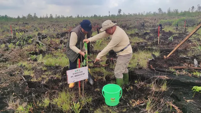 Jaga Lingkungan, MedcoEnergi Tanam 1,39 Juta Pohon di Sumatera Selatan ...