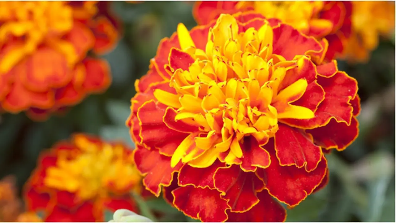 Karakter Zodiak Berdasarkan Simbol Bunga (Part 2) - Lifestyle Fimela.com