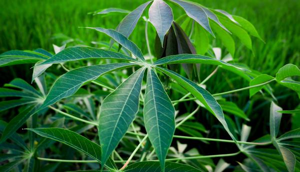 7 Menu Rebusan Diet yang Murah, Enak, dan Mengenyangkan