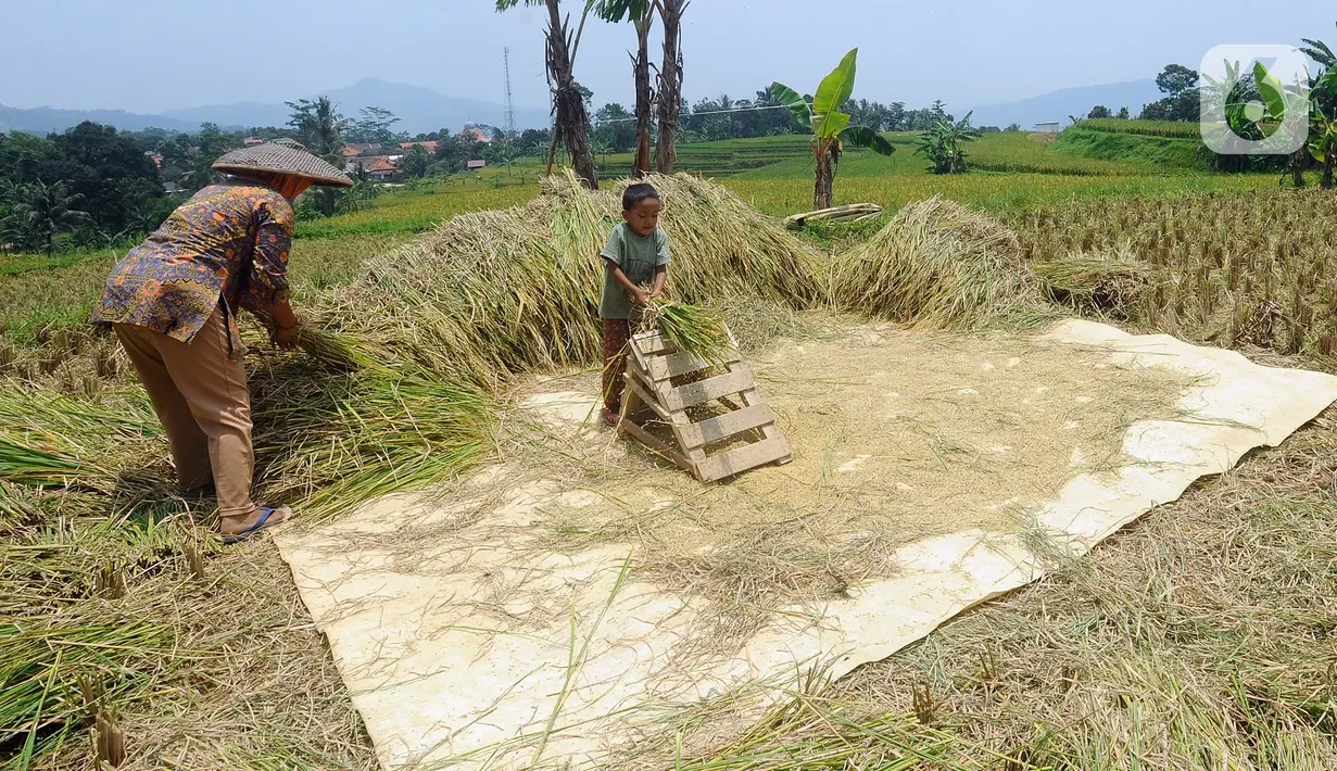 Harga Gabah Tinggi, Pemerintah Lakukan Penyesuaian HET dan HPP - Foto ...