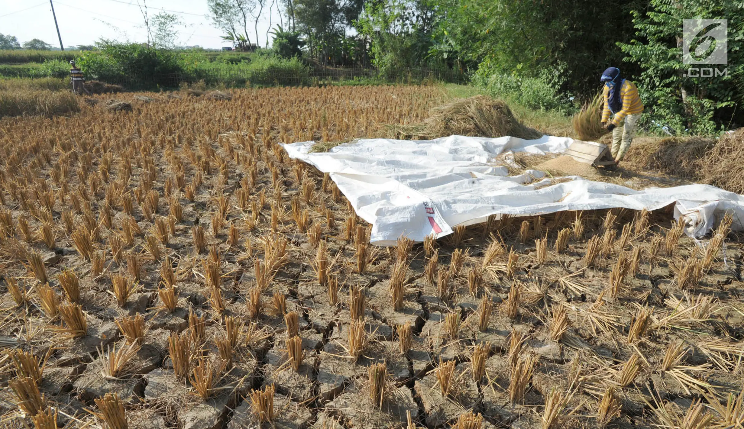 FOTO: Petani di Bekasi Gagal Panen Akibat Kekeringan - Foto Liputan6.com