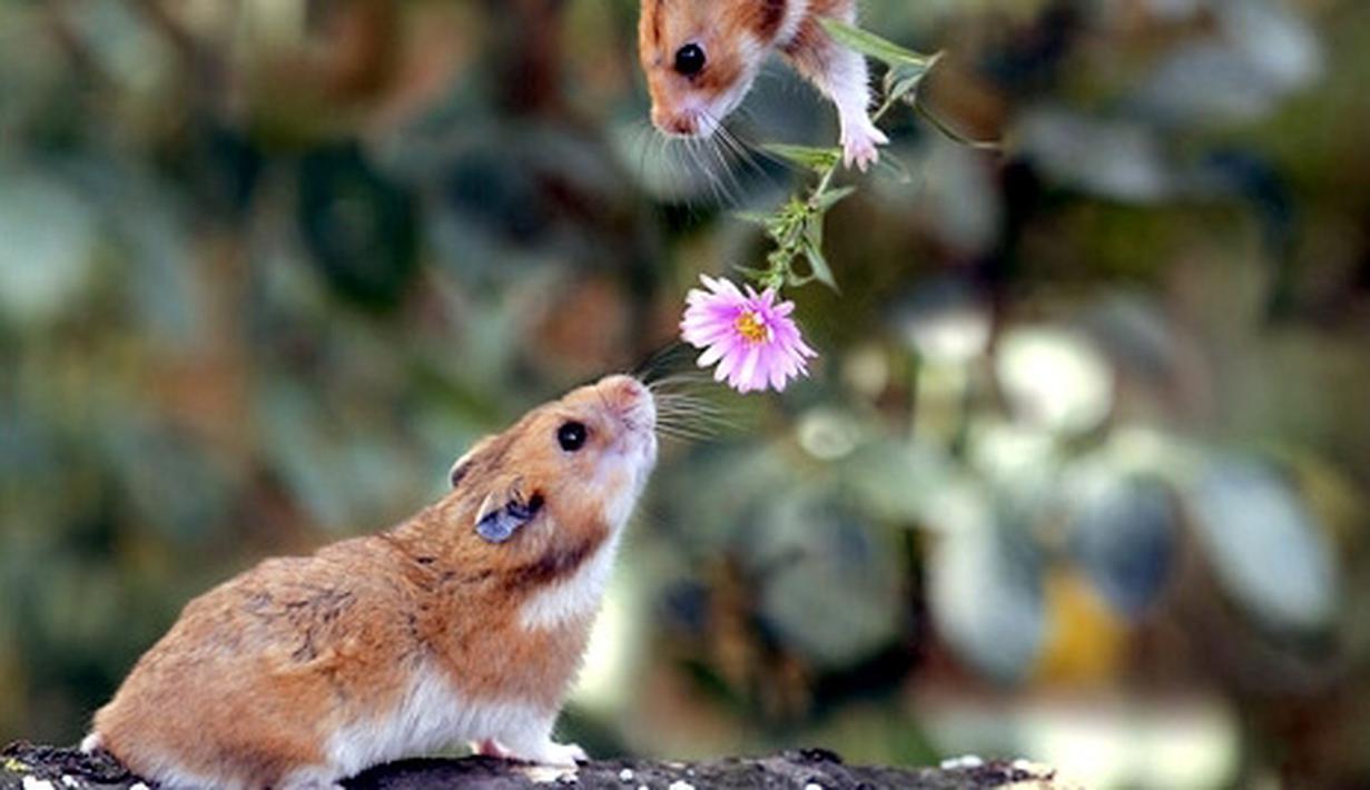 10 Foto Hamster Paling Lucu di Dunia - Photo Fimela.com
