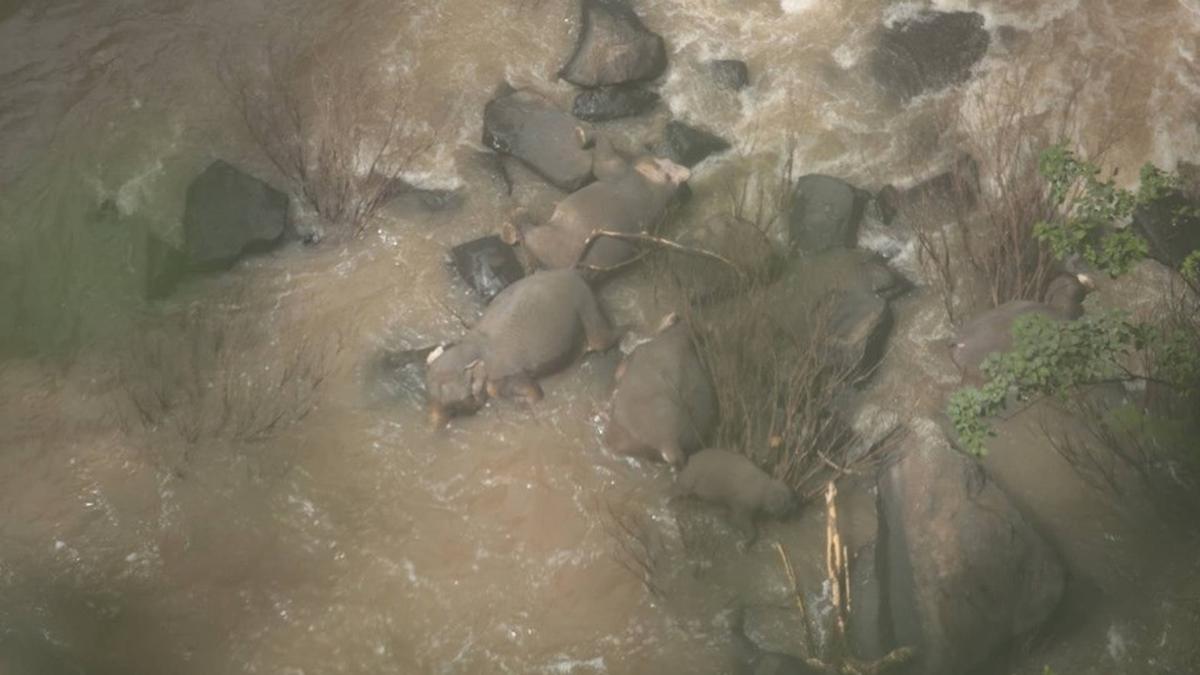 6 Gajah Thailand Tewas Tenggelam Saat Selamatkan Bayi dari Arus Air ...