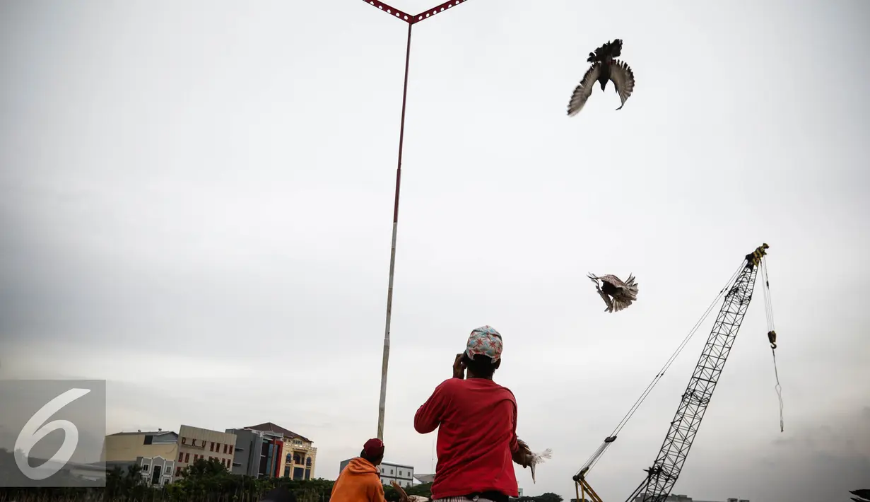 Melihat Latihan Burung Merpati Balapan - Foto Liputan6.com