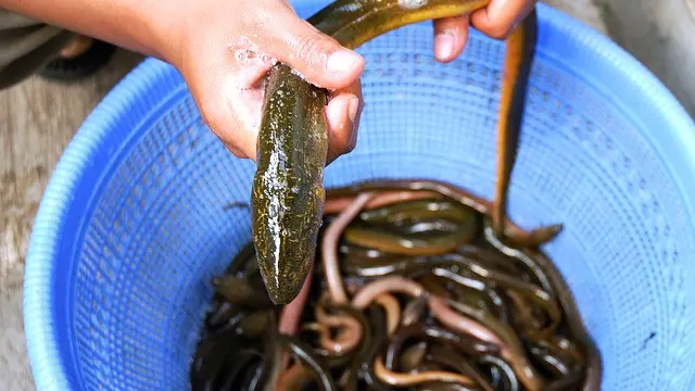 9 Cara Budidaya Sidat, Mulai Pembuatan Kolam hingga Panen - Hot ...