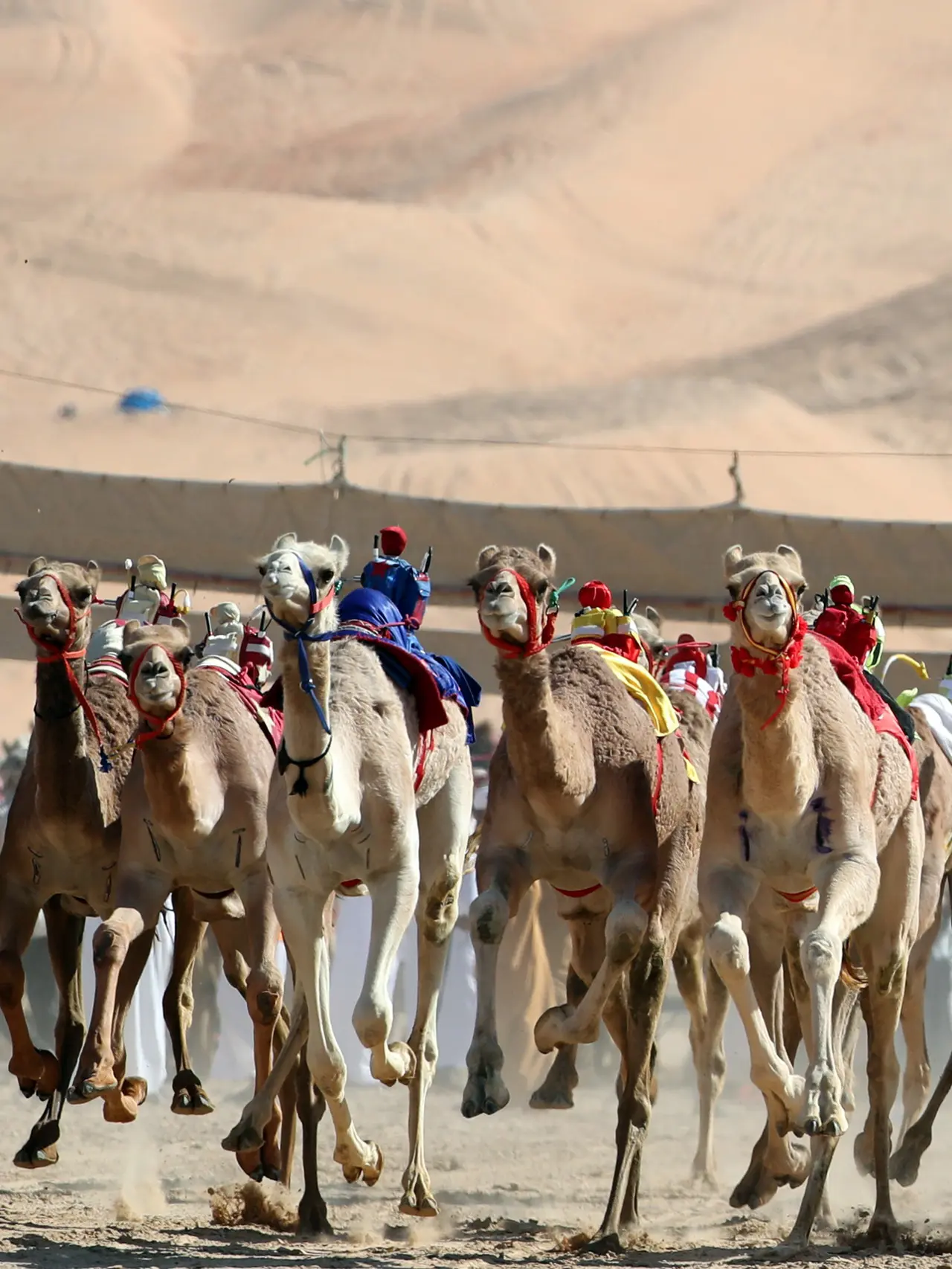 Akibat Minum Kencing Unta, Kenali 3 Fakta Penyakit MERS-CoV