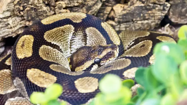 Drama Penyelamatan Bocah Muna dari Jeratan Ular Piton Besar - Regional ...