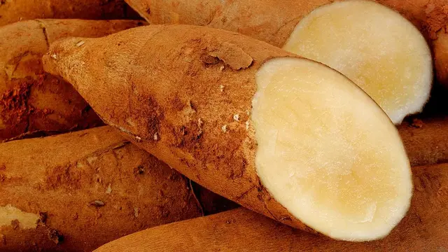 Manfaat Konsumsi Akar Yakon, Ampuh Atur Kadar Gula Darah - Citizen6 ...
