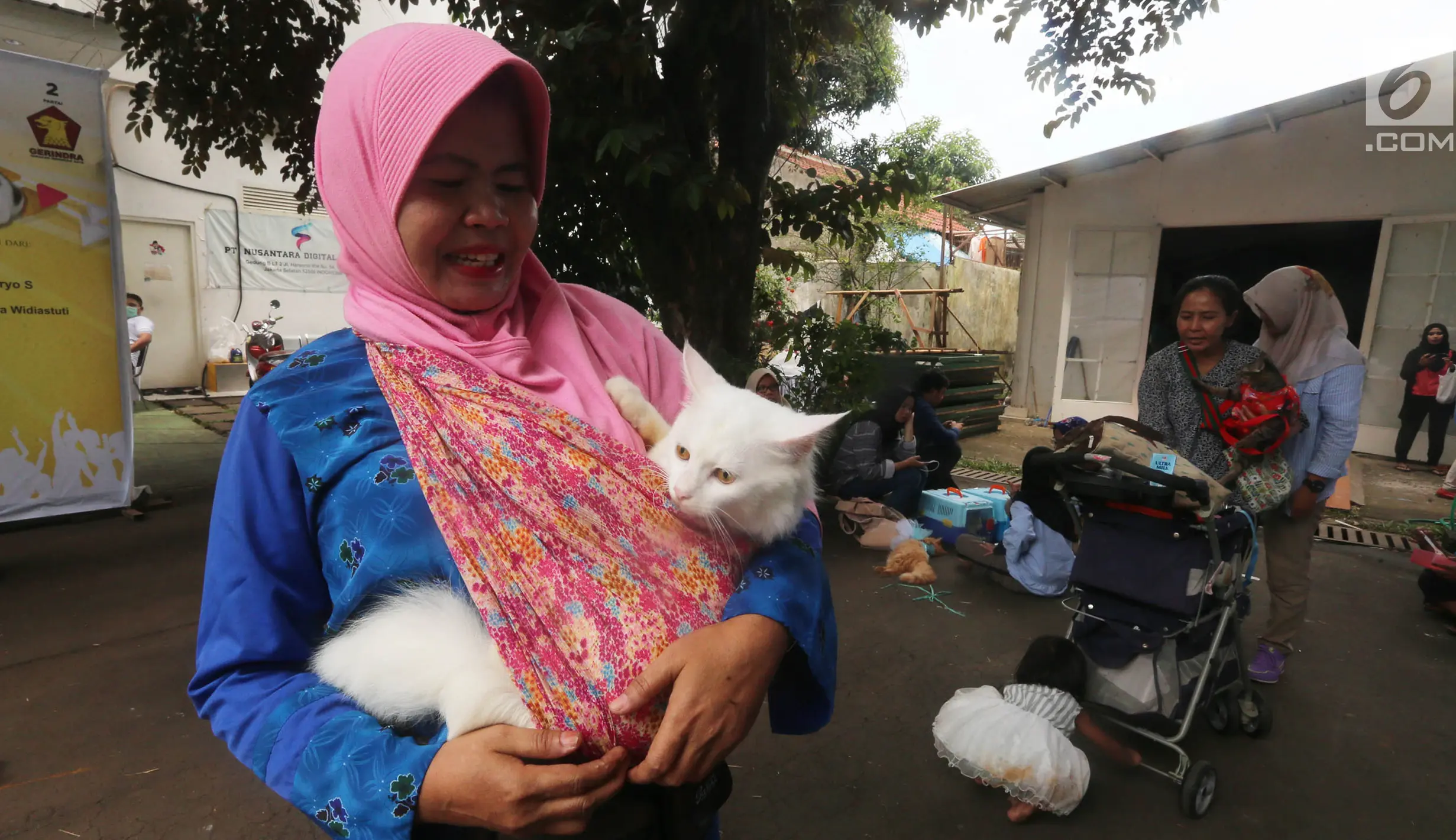 FOTO: Para Kucing Bersaing Mirip Bobby The Cat Milik Prabowo - Foto ...