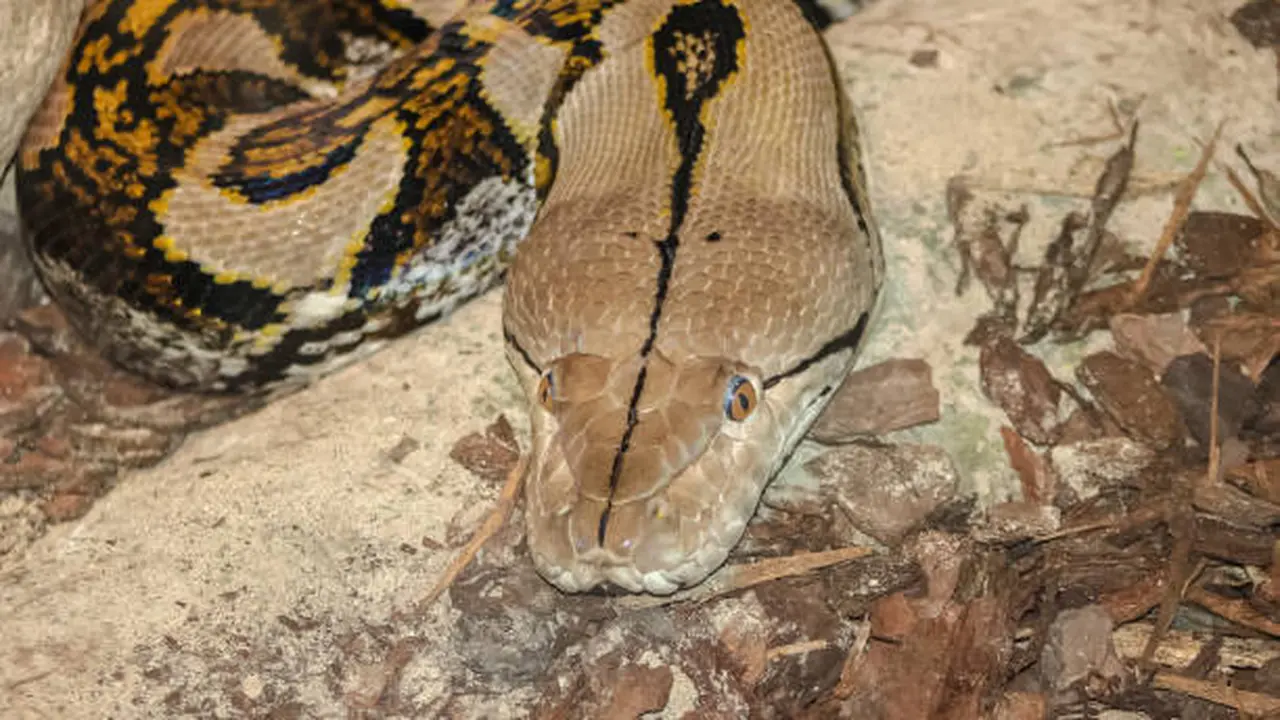 5 Jenis Ular Terbesar di Dunia yang Memiliki Karakteristik Unik ...