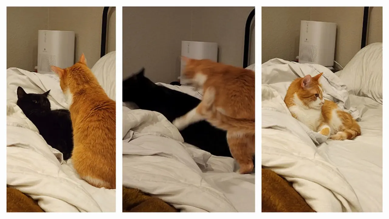 7 Potret Tingkah Hewan dengan Aksi Lucu dan Kocak, dari Kucing sampai Rakun - Hot Liputan6.com