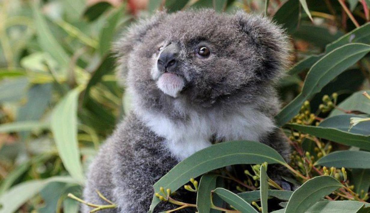 Archer si Koala Imut Yang Akan Membuat Anda Gemas - Photo Fimela.com