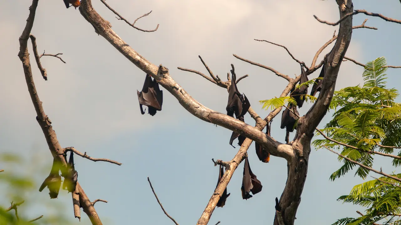 10 Kelelawar Berukuran Besar yang Menarik Diketahui, Tersebar di ...