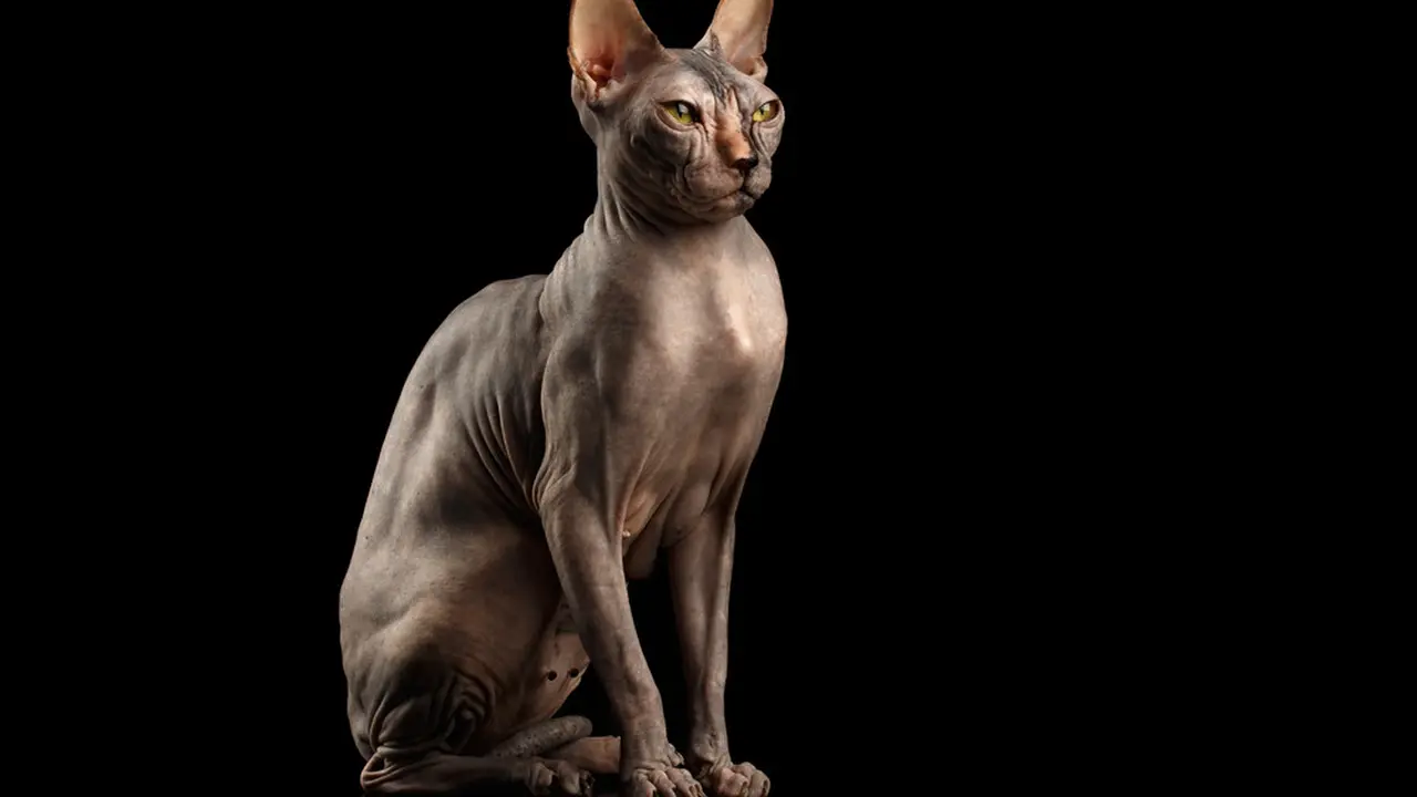 Ini Alasan Jenis Kucing Sphynx Mahal - Ragam Bola.com
