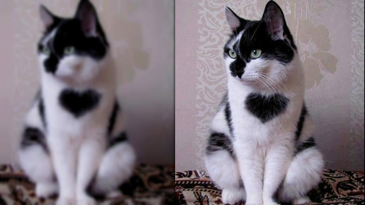 Dulu Penuh Kutu, Kucing Ini Kini Menjelma Jadi Simbol Cinta