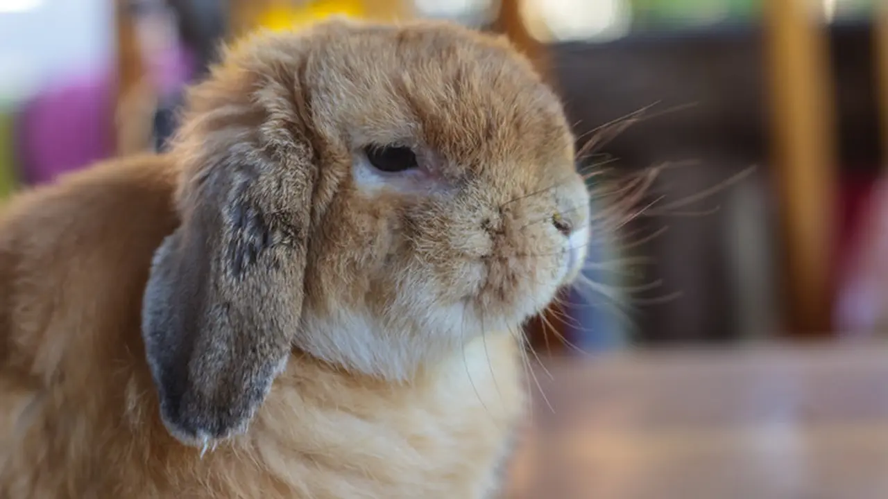 10 Jenis Kelinci Hias dan Harganya, Bisa Jadi Pilihan Hewan Peliharaan ...