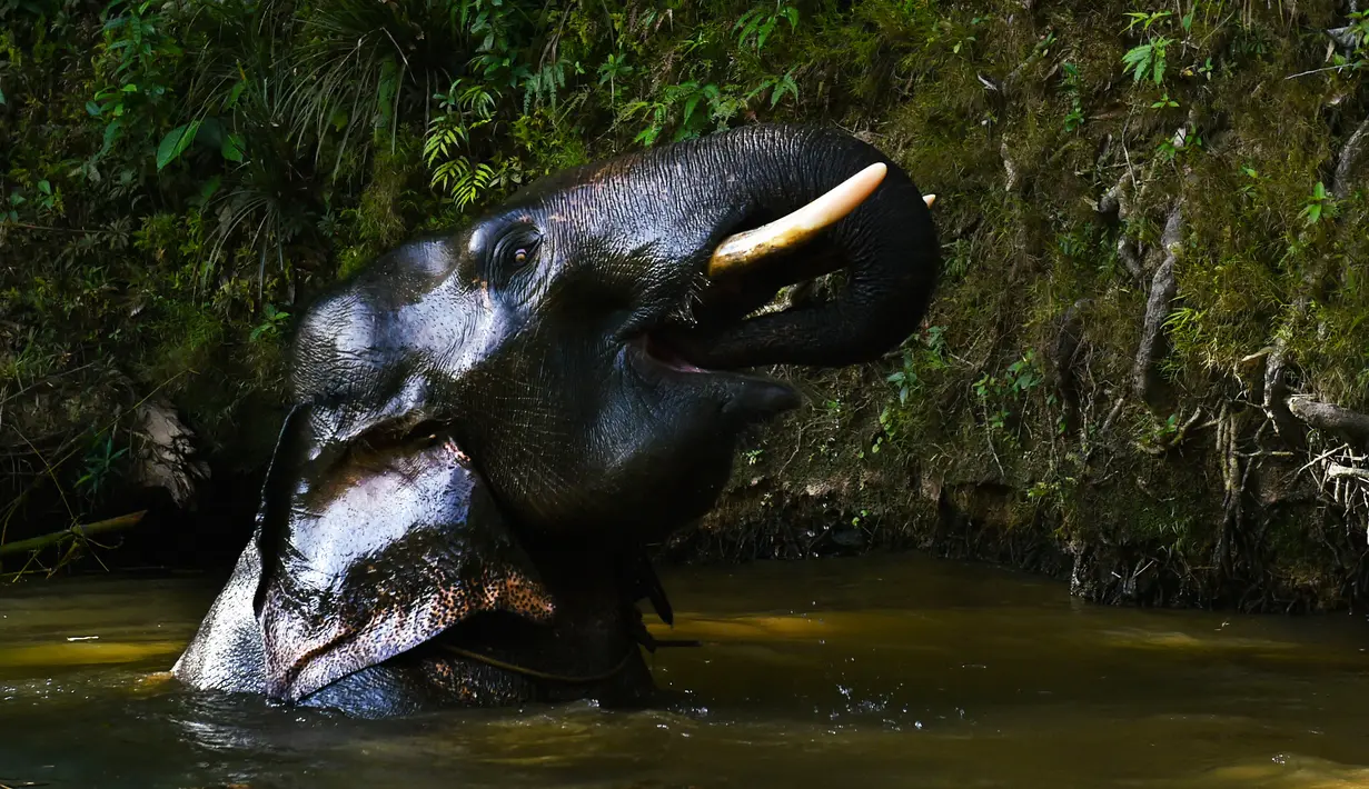 FOTO: Merawat Gajah Sumatera yang Terancam Punah - Foto Liputan6.com