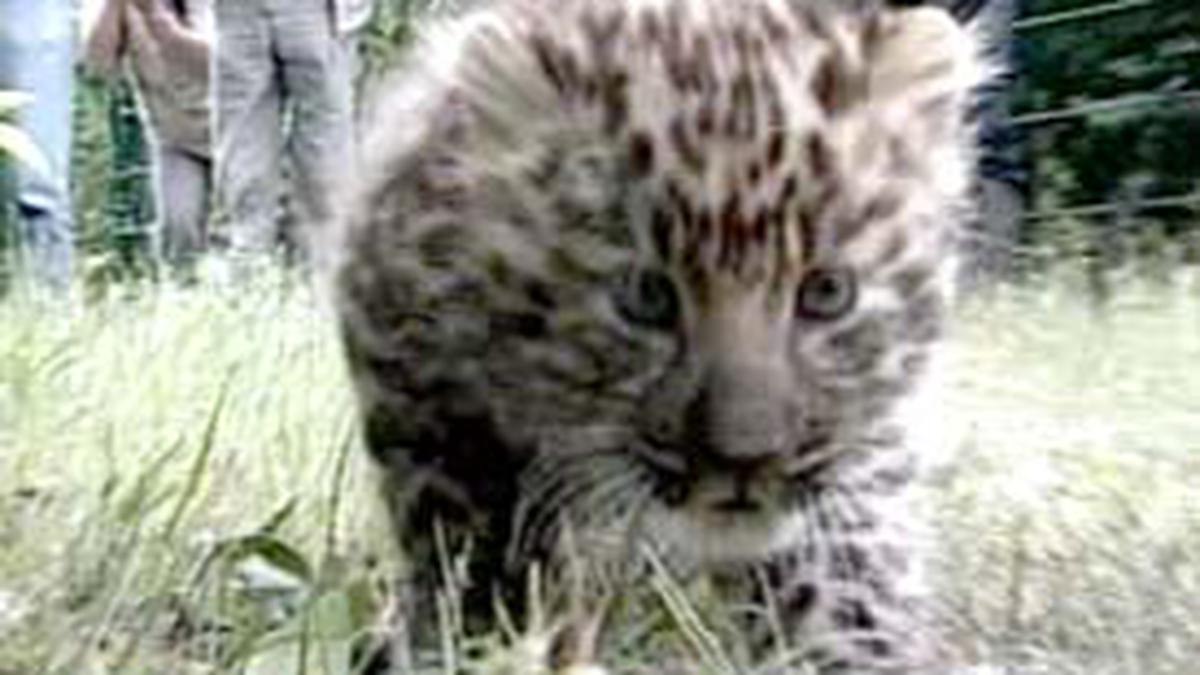 Anak Macan Amur Lahir di Berlin - Global Liputan6.com
