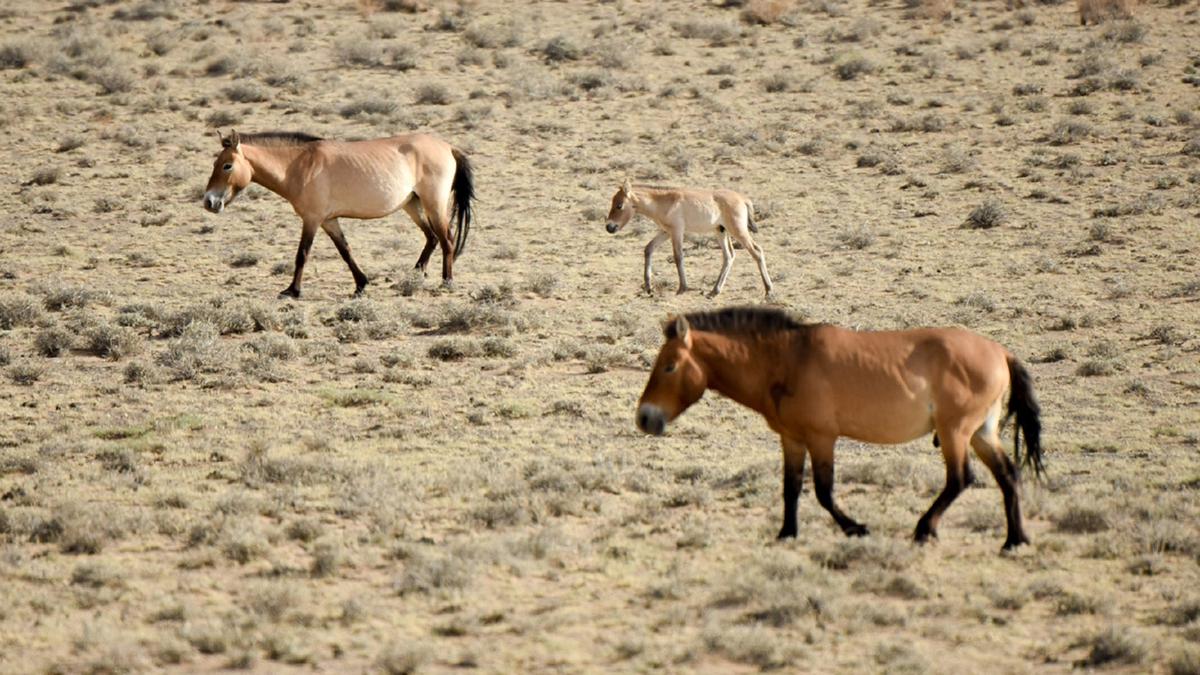 2 Taman Nasional Bakal Dibangun di Wilayah Uighur China demi Lindungi ...