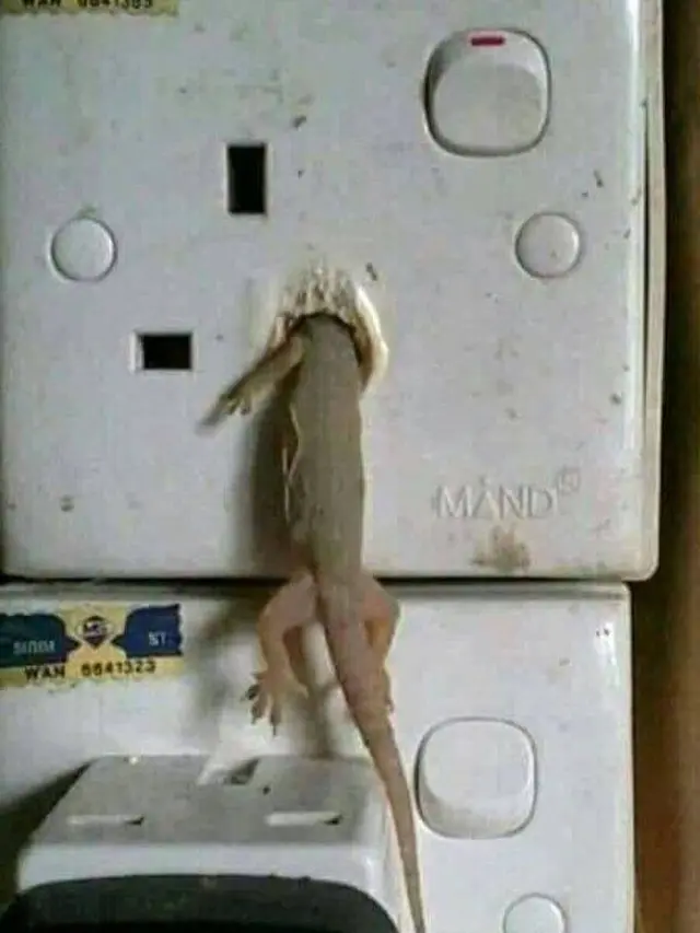 8 Penampakan Absurd Cicak di Dinding Ini Bikin Merinding - Hot Liputan6.com