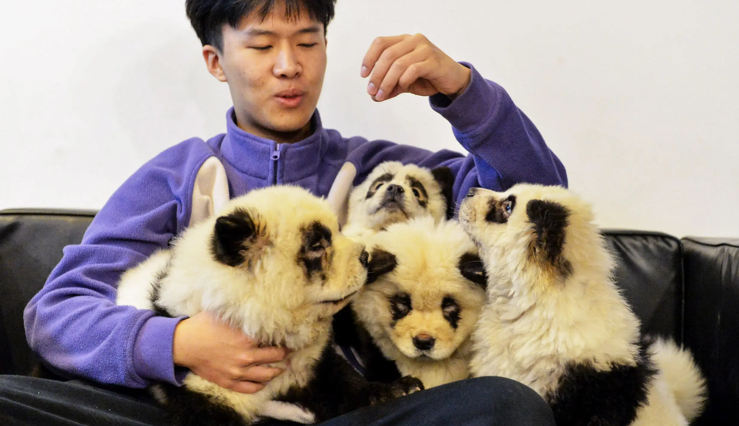 FOTO: Kafe Ini Mengecat Anjing Mirip Panda - Foto Liputan6.com