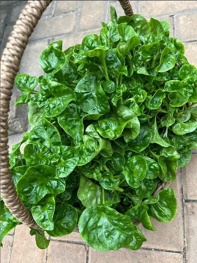 10 Manfaat Bayam Brazil, Sayur Kaya Nutrisi yang Bisa Jadi Tanaman Hias ...