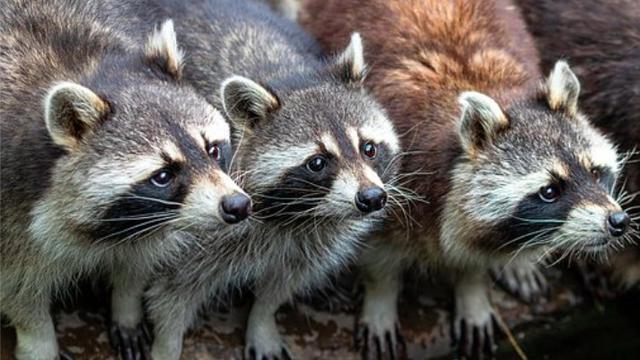 7 Hewan Paling Cerdas di Dunia, Ada Rakun dan Lumba-Lumba - Citizen6 ...