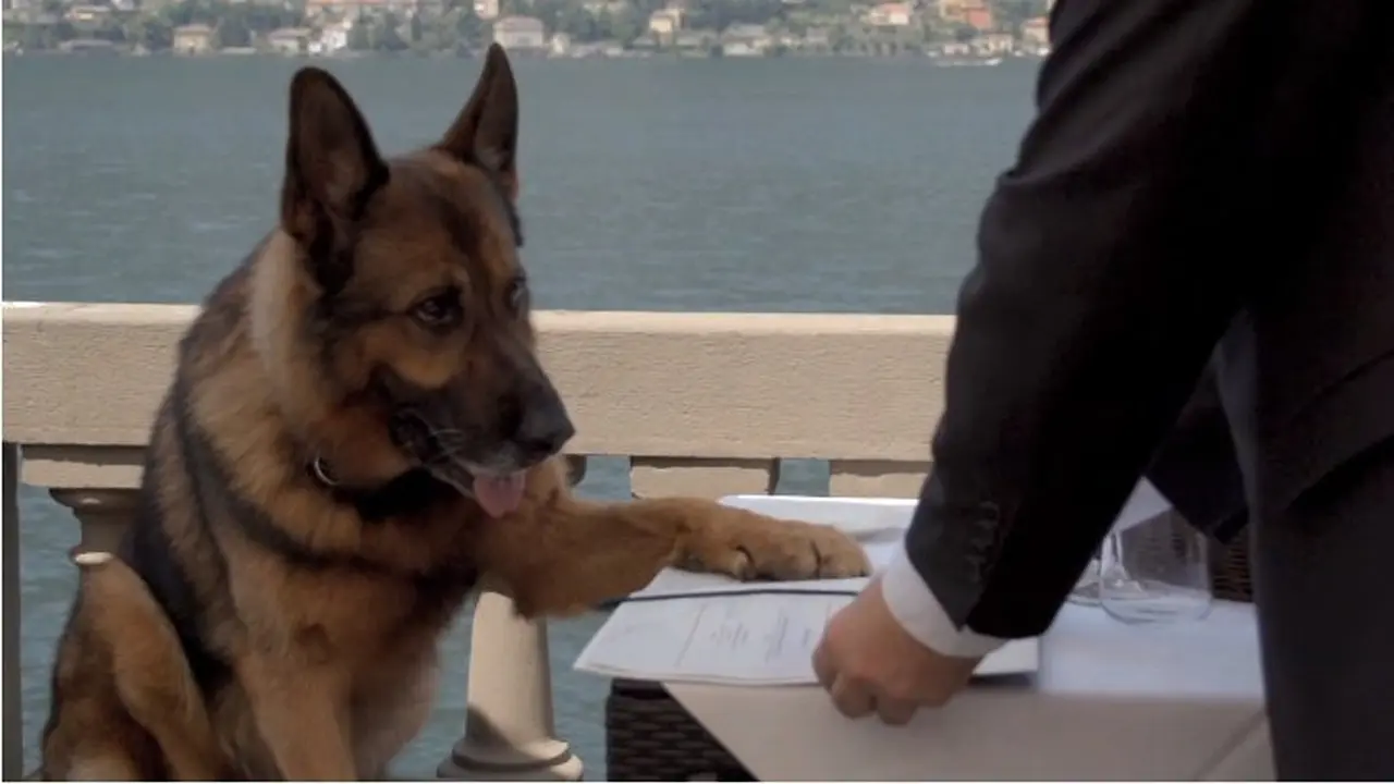 Kisah Anjing Terkaya di Dunia yang Memiliki Kekayaan Capai Rp 5 Triliun ...