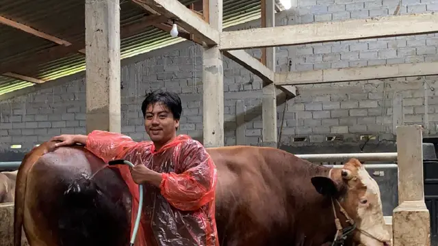 Harga Sapi dan Kambing Kurban Idul Adha 2026, Pahami Tips Memilih Hewan ...