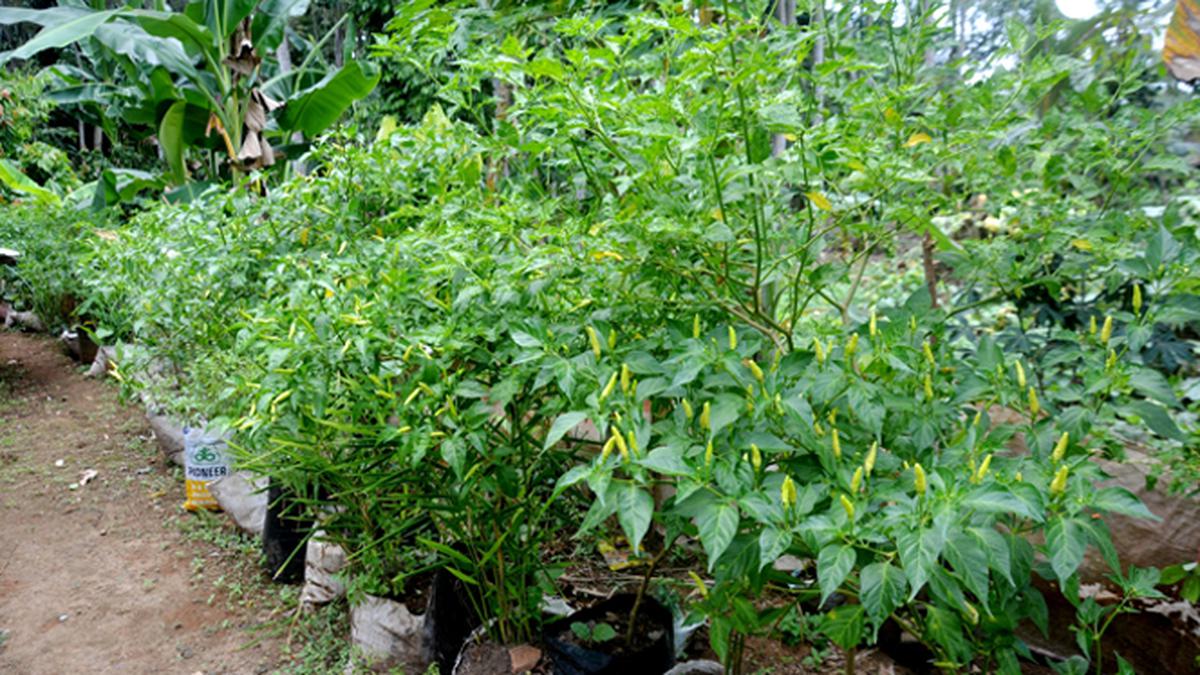 Cabe Mahal, Ini 5 Cara yang Bisa Jadi Solusinya - Citizen6 Liputan6.com