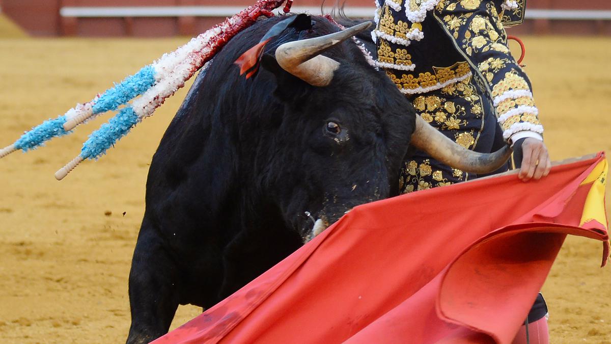 Siapa Bilang Banteng Membenci Warna Merah? Ini Faktanya - Global ...