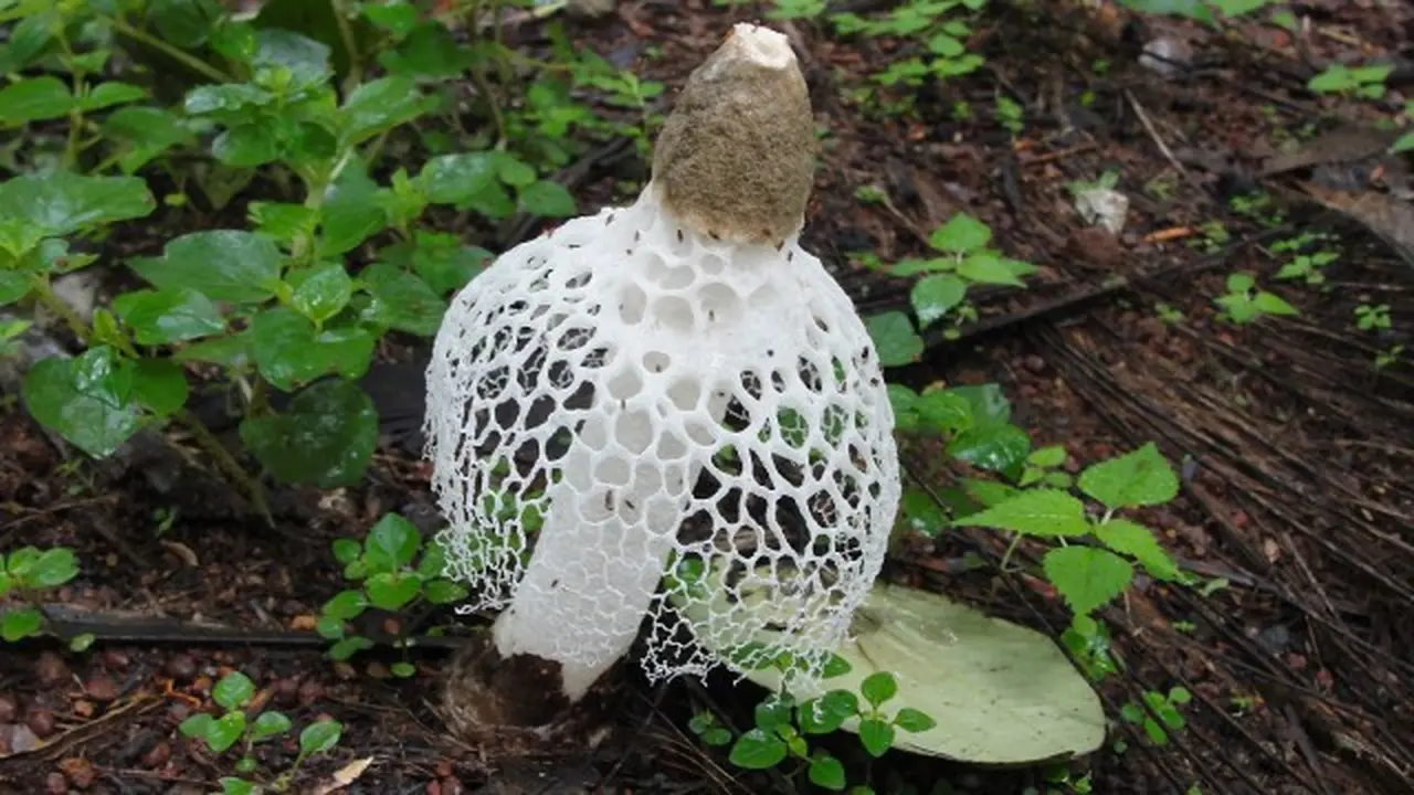 16 Macam-Macam Jamur yang Bisa Dimakan, Banyak Manfaat Bagi Kesehatan ...